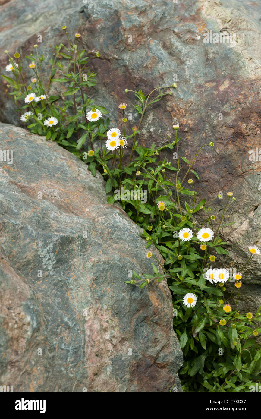 white daisies growing in a cleft in two rocks Stock Photo - Alamy