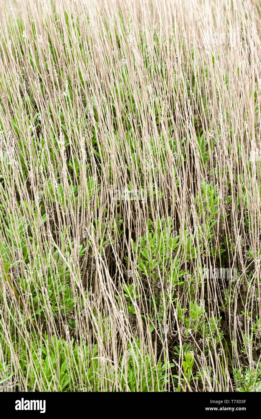 mass of dry stalks of lavender type plant, good texture Stock Photo - Alamy