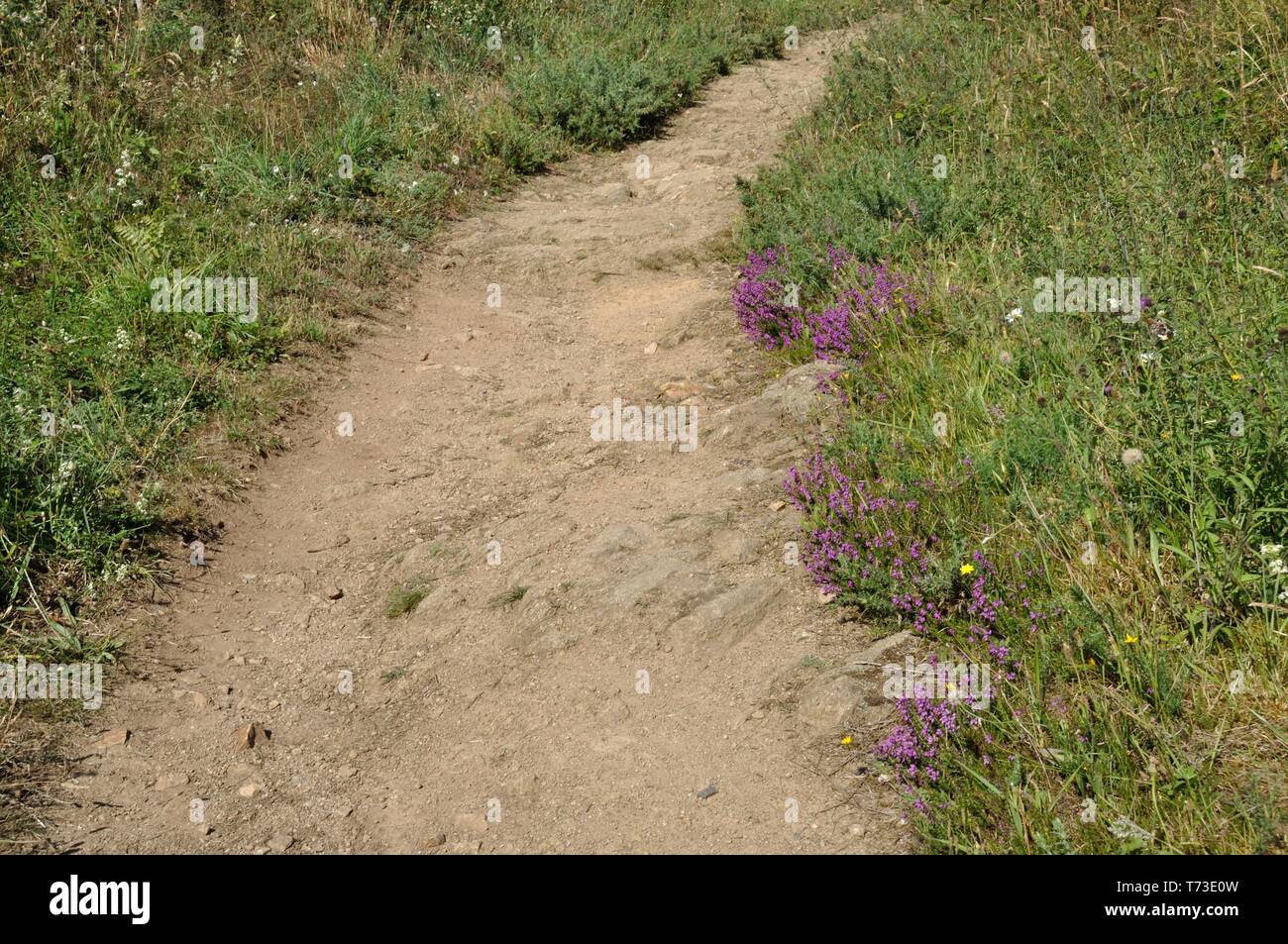 A path in summer Stock Photo - Alamy