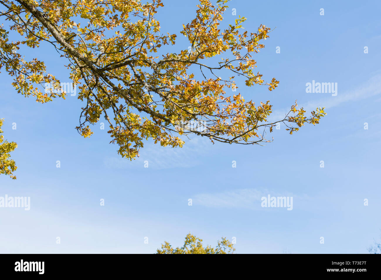 yellow tree with blue sky Stock Photo - Alamy