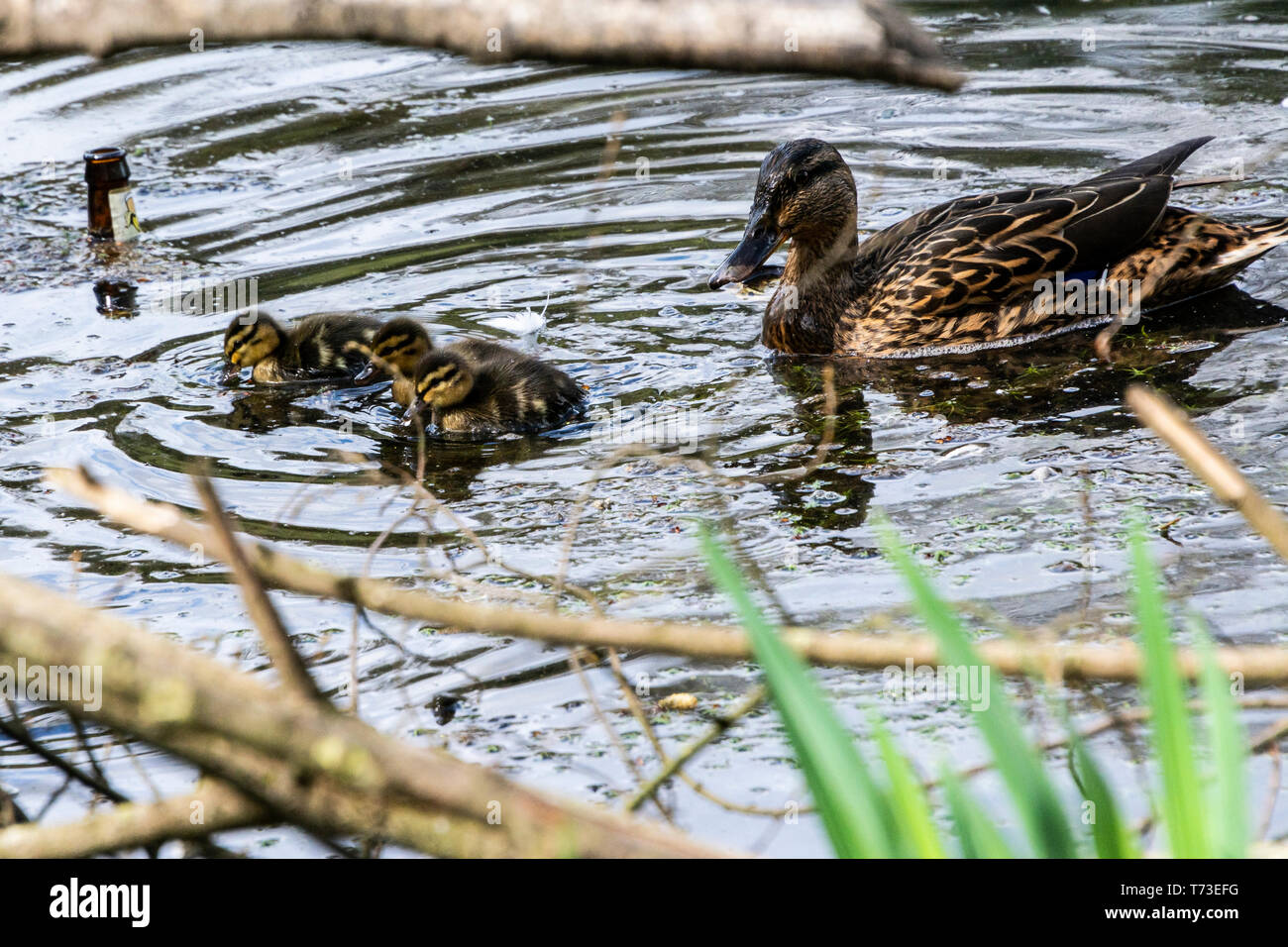 Hen ducklings duck female lake swimming cute animal bird hi-res stock ...