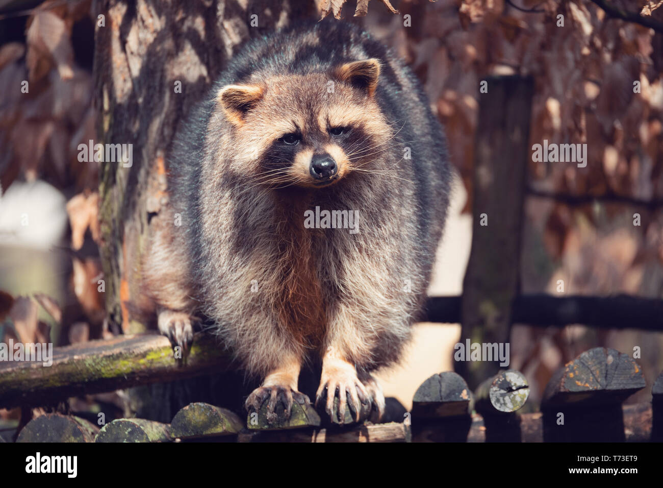portrait of North American raccoon Stock Photo - Alamy