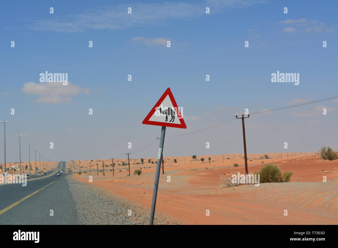 Dubai desert safari camel hi-res stock photography and images - Alamy
