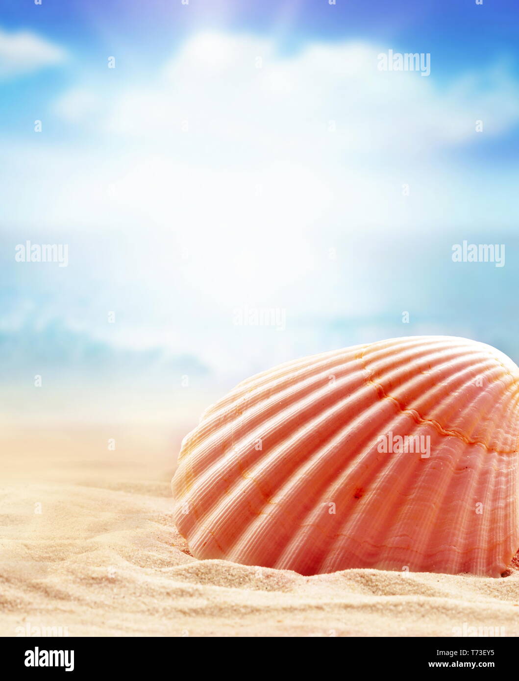 Summer beach. Seashell on a sand and sky as background Stock Photo - Alamy