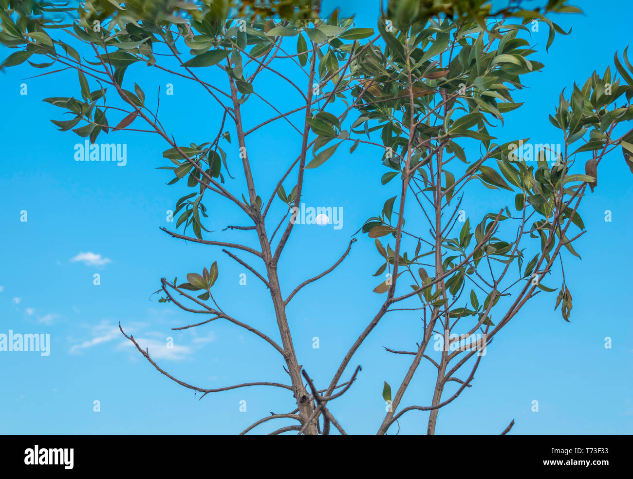 Night background moon tree hi-res stock photography and images - Alamy