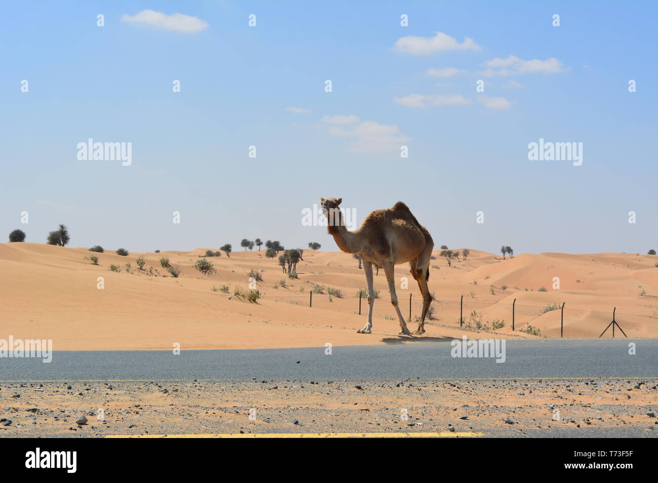 Camel on street Stock Photo - Alamy