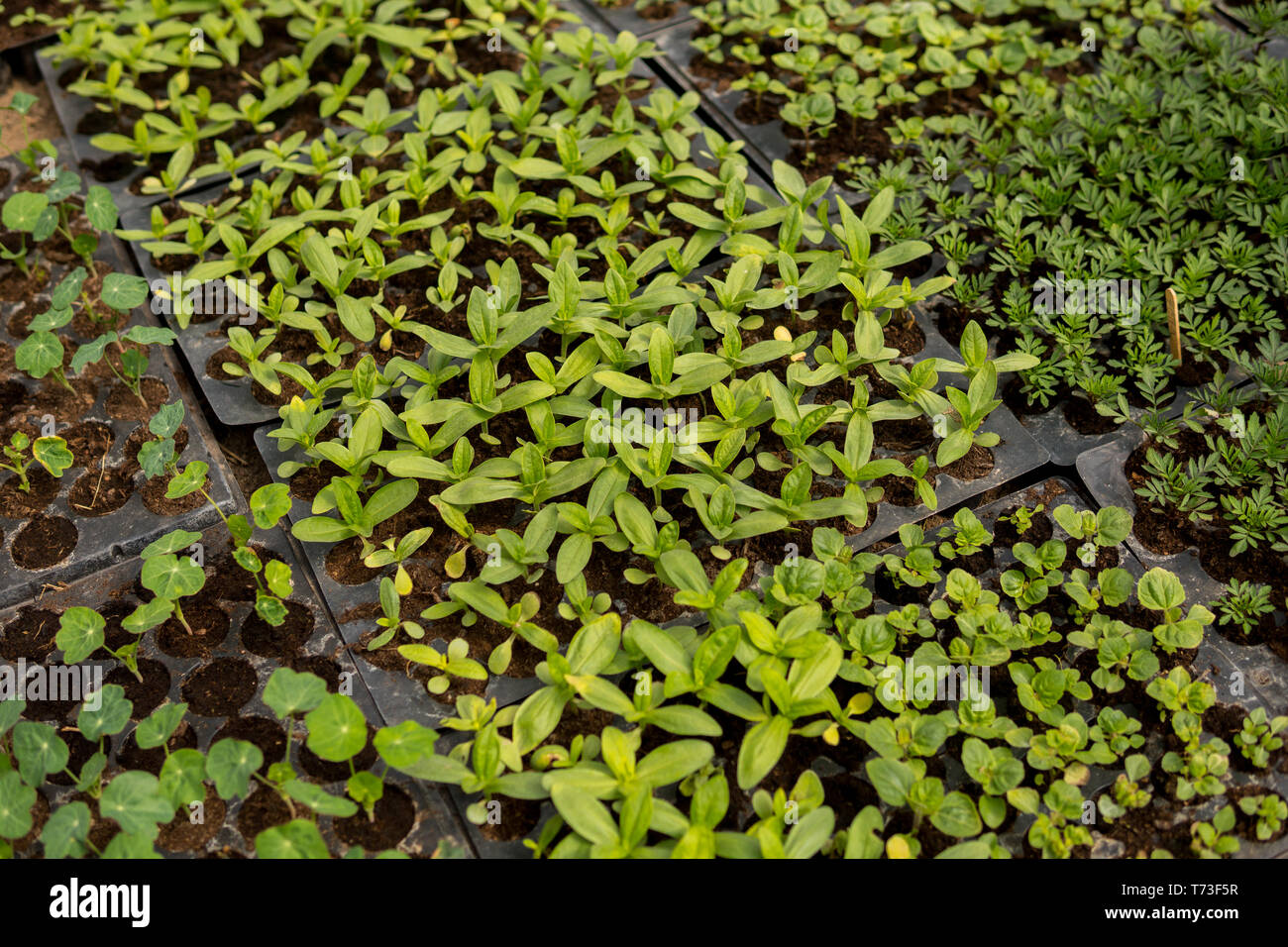 mix of seedlings of small vegetables growing inside of a greenhouse ...