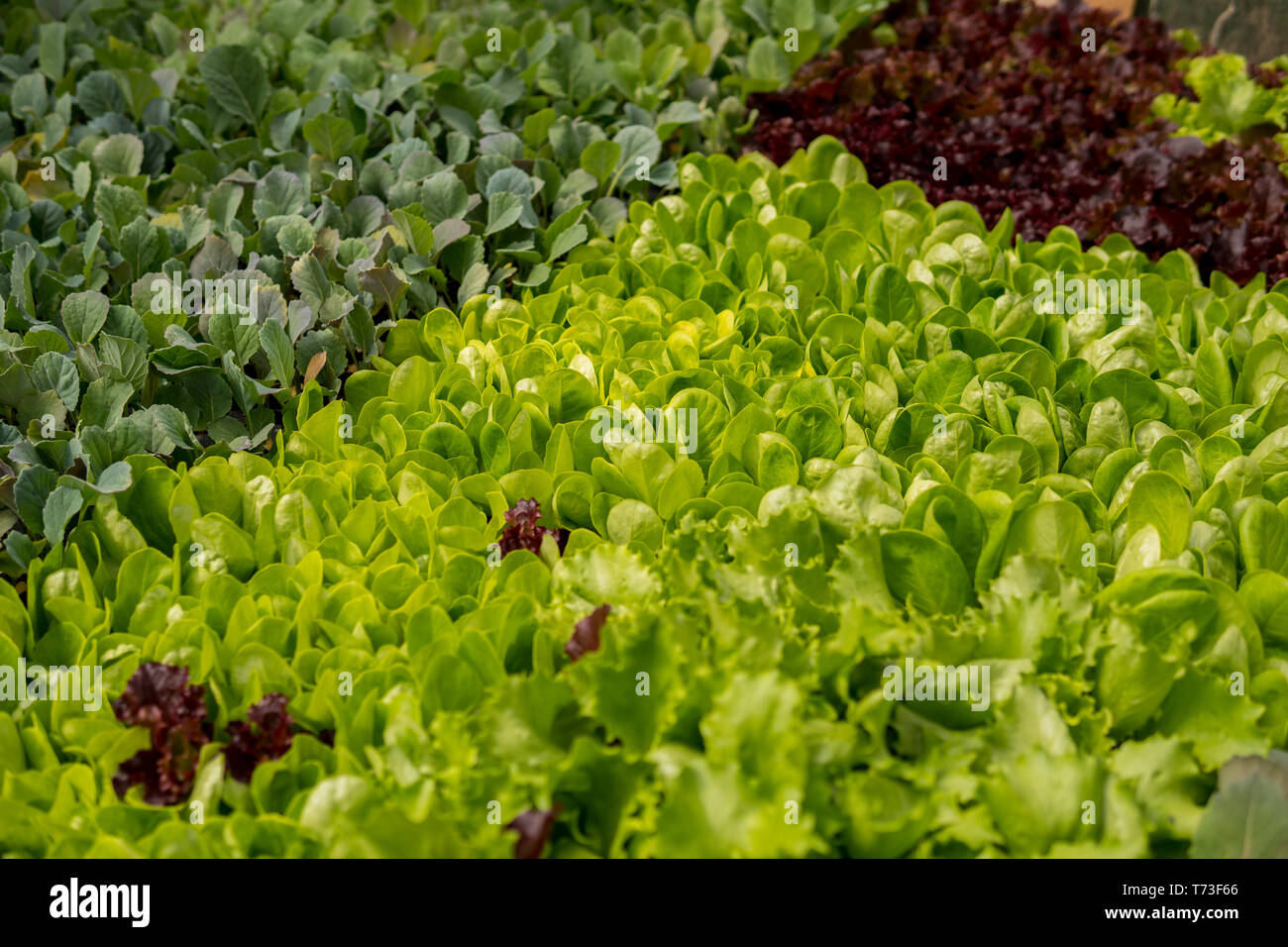 detail of seedlings of different types of salad growing in the ...