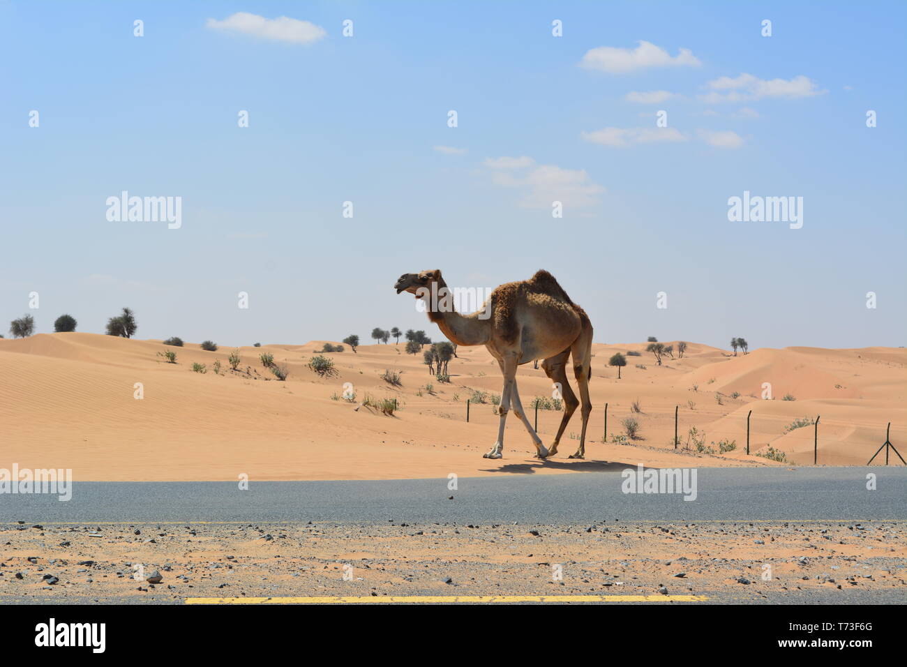 Camel on street Stock Photo - Alamy