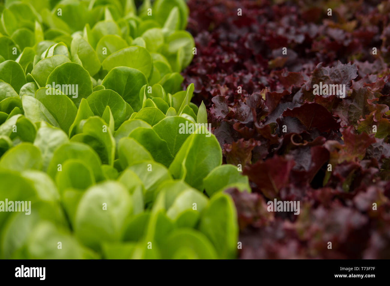 detail of seedlings of different types of salad growing in the ...