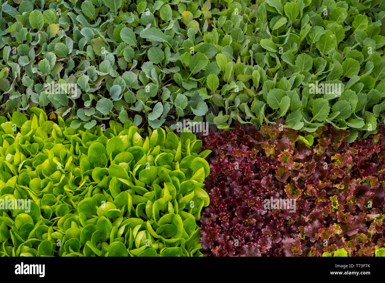 detail of seedlings of different types of salad growing in the ...