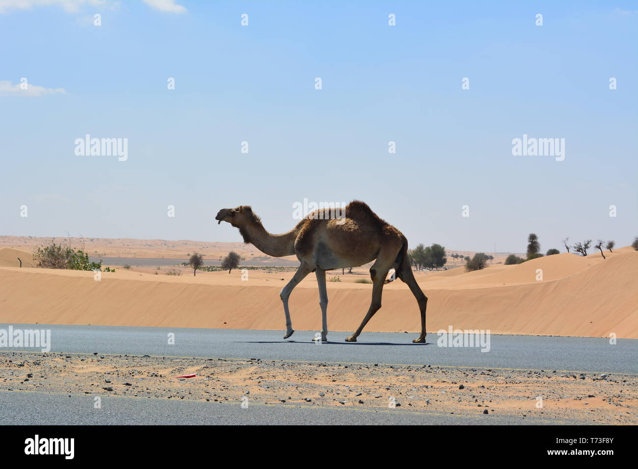 Camel on street hi-res stock photography and images - Alamy