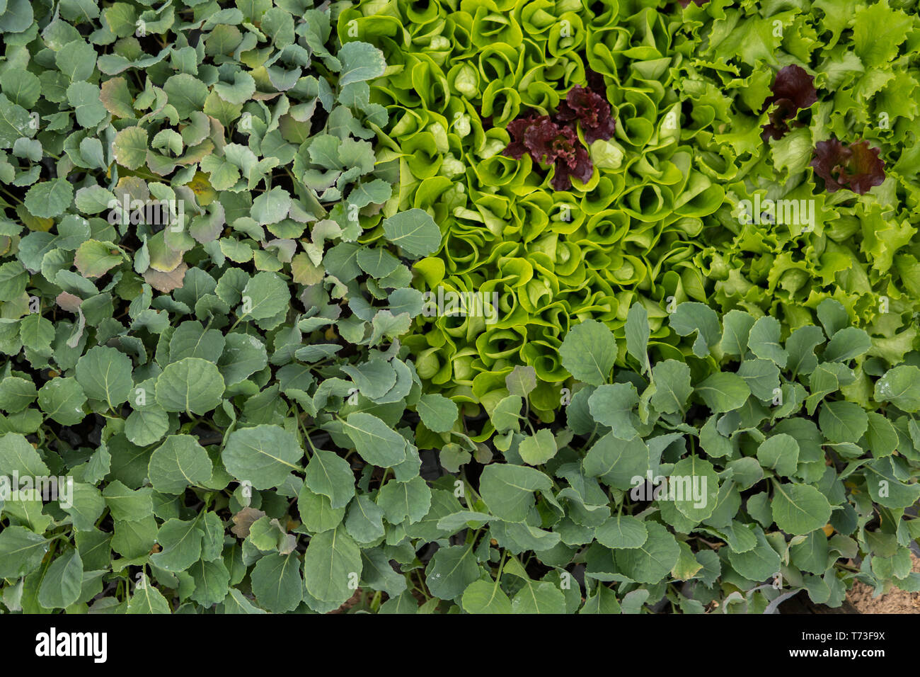 mix of small seedlings of vegetables growing inside of a greenhouse ...