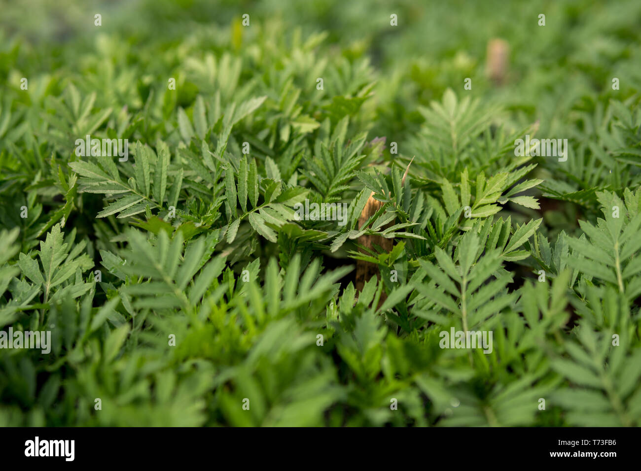 detail of small seedlings and leaves of tagetes flower Stock Photo - Alamy