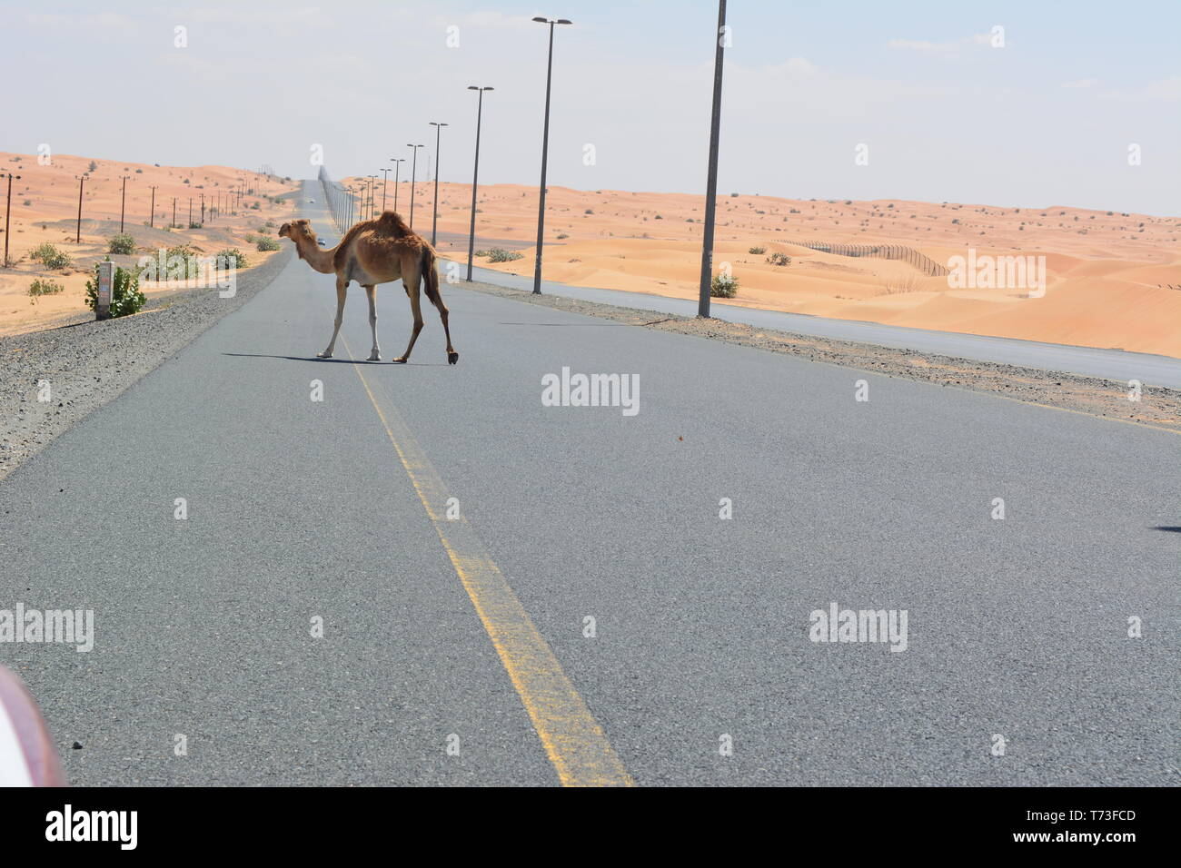 Camel on street Stock Photo - Alamy