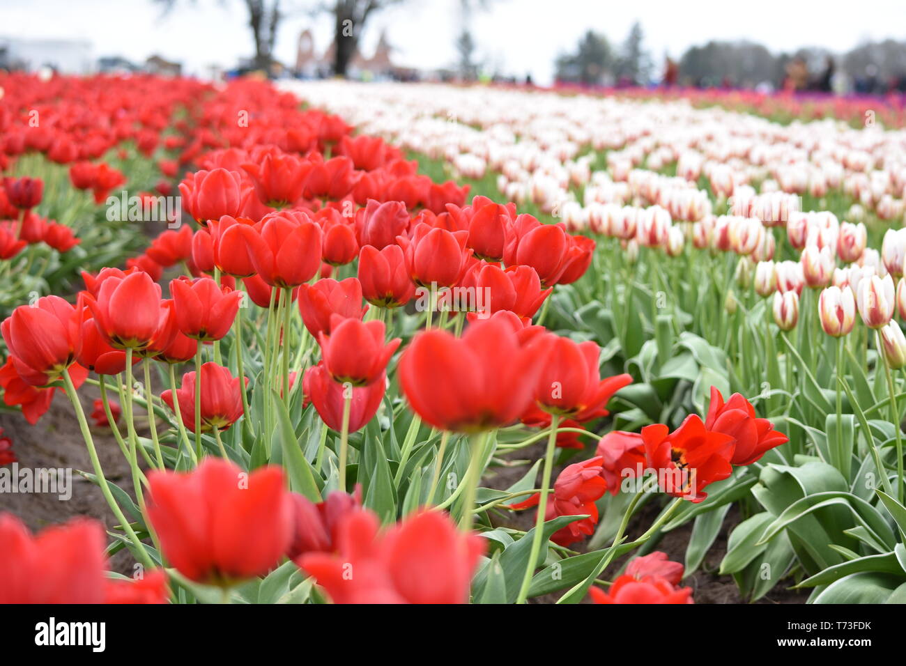 Red Tulips at Wooden Shoe Tulip Festival in Woodburn Oregon Stock Photo ...