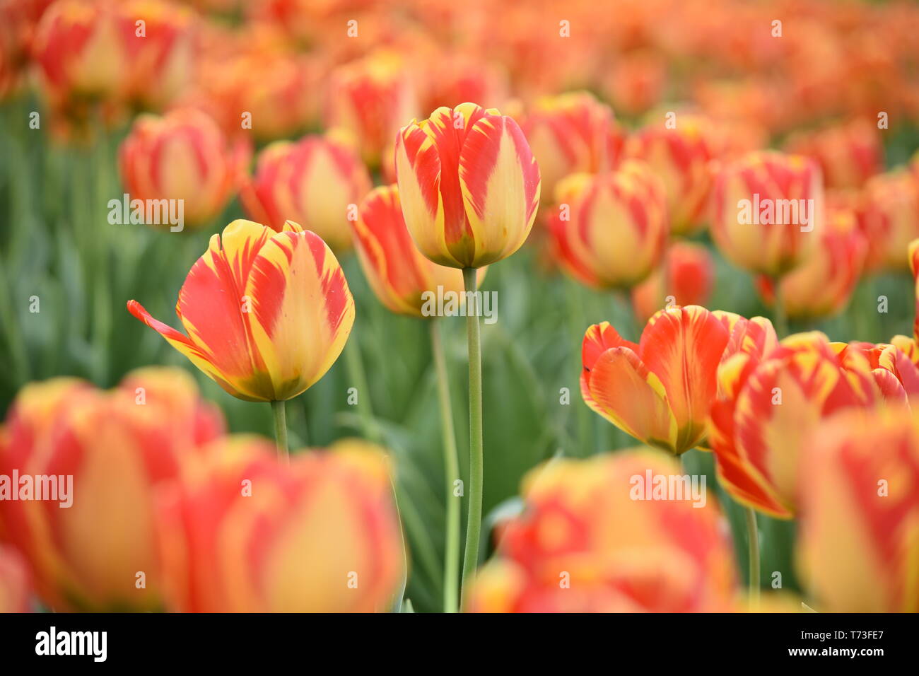 Orange Tulips at Wooden Shoe Tulip Festival in Woodburn Oregon Stock ...