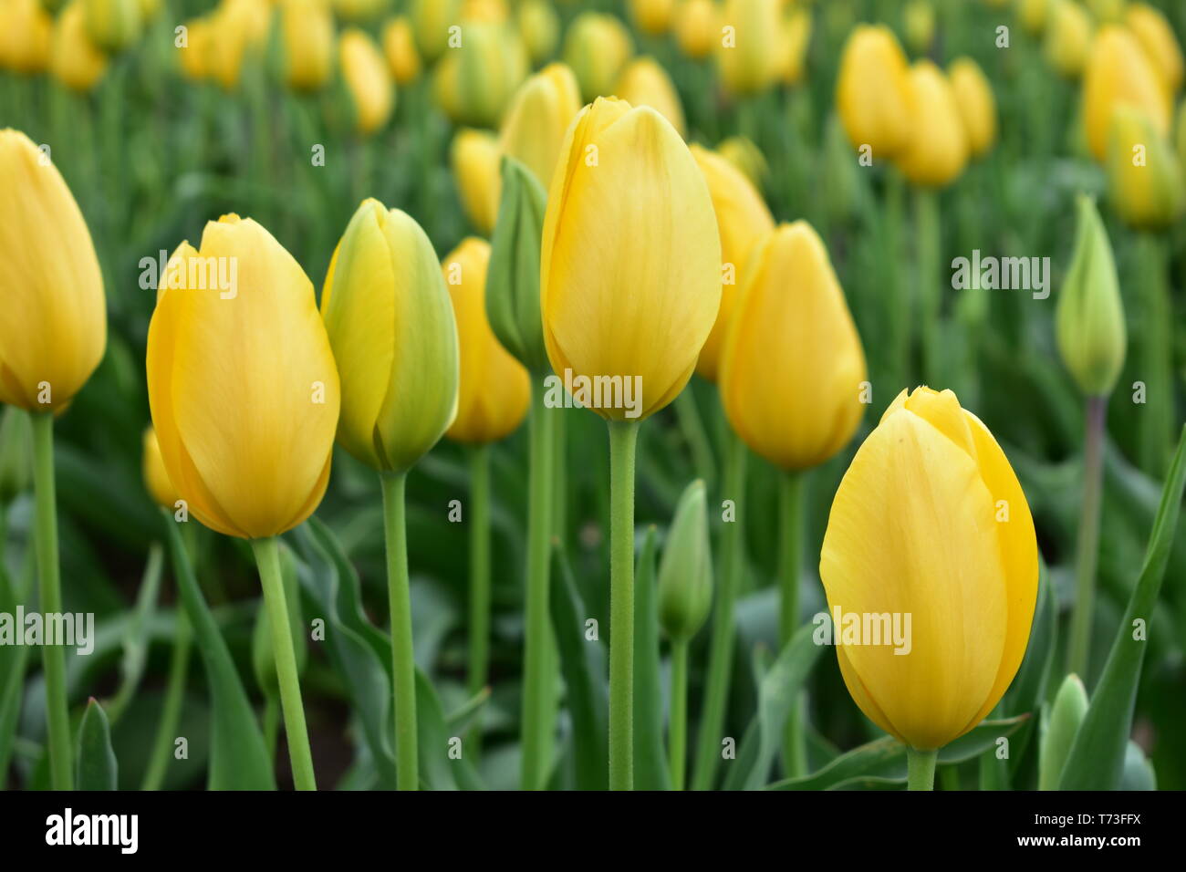 Yellow Tulips at Wooden Shoe Tulip Festival in Woodburn Oregon Stock ...
