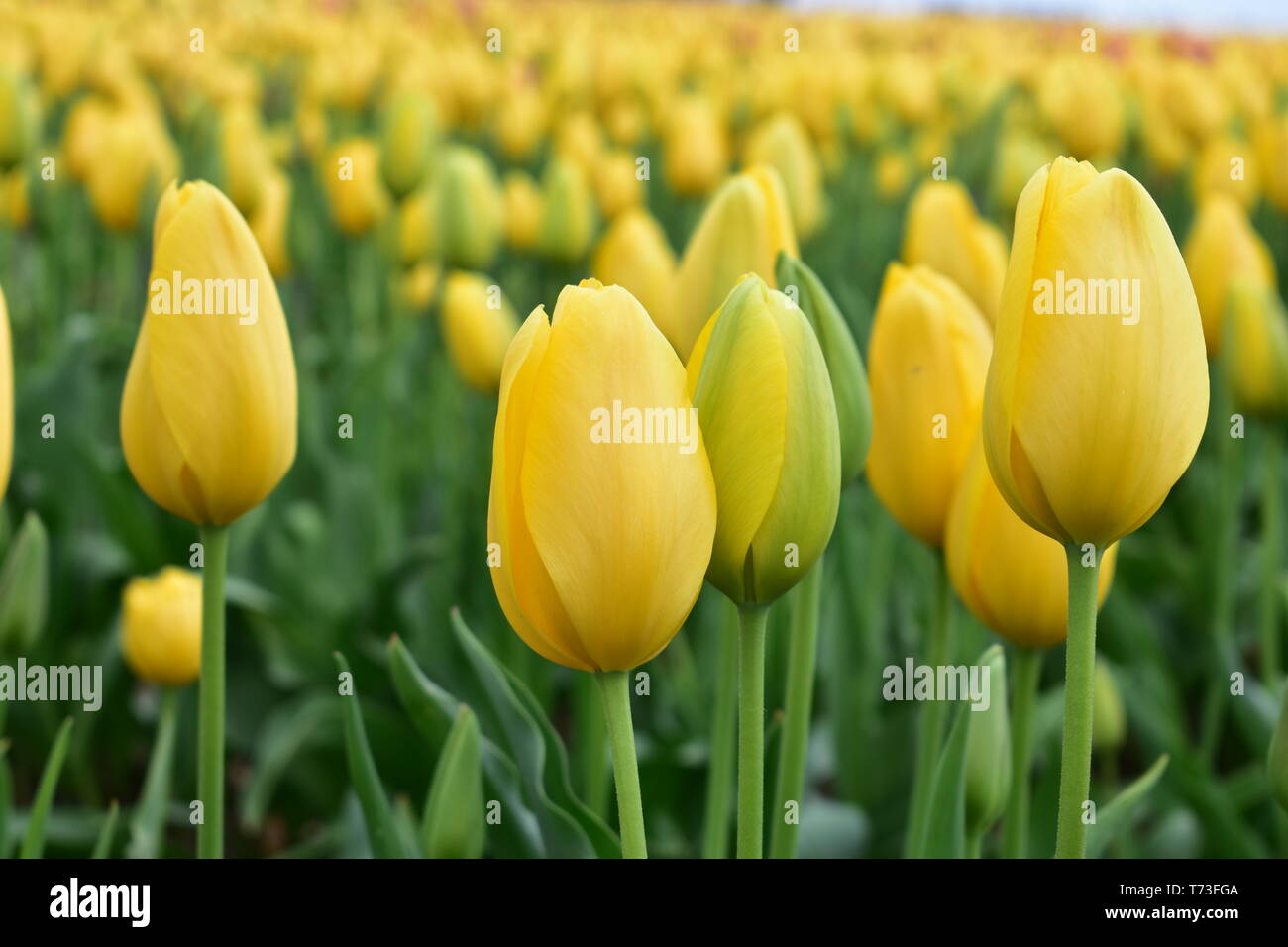 Yellow Tulips at Wooden Shoe Tulip Festival in Woodburn Oregon Stock ...