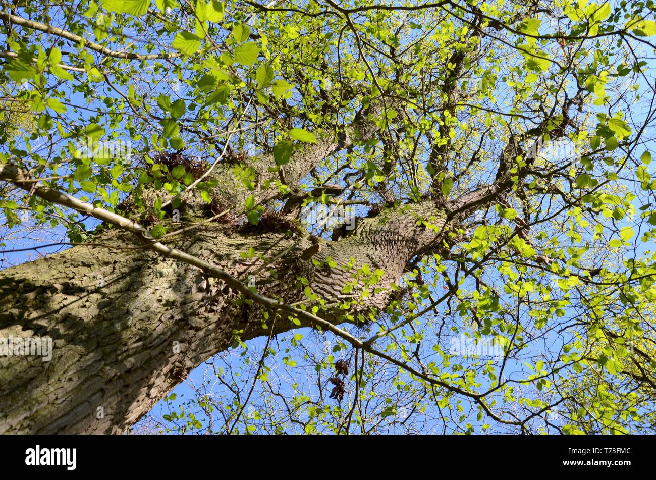 Native English Oak tree (Quercus robur) in springtime, hazel in ...