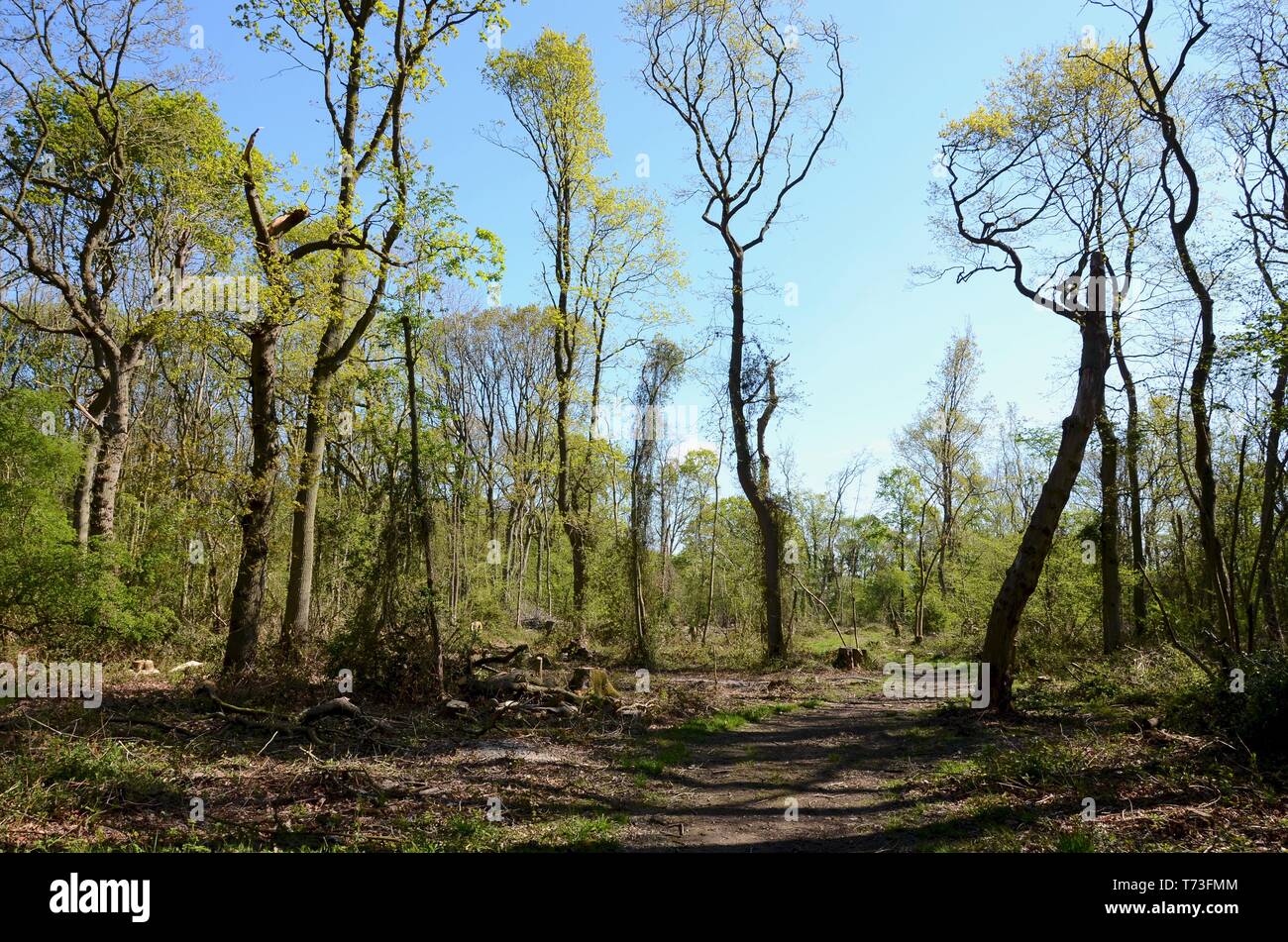 Clearing in Legbourne Wood, one of the largest ancient woods in eastern ...