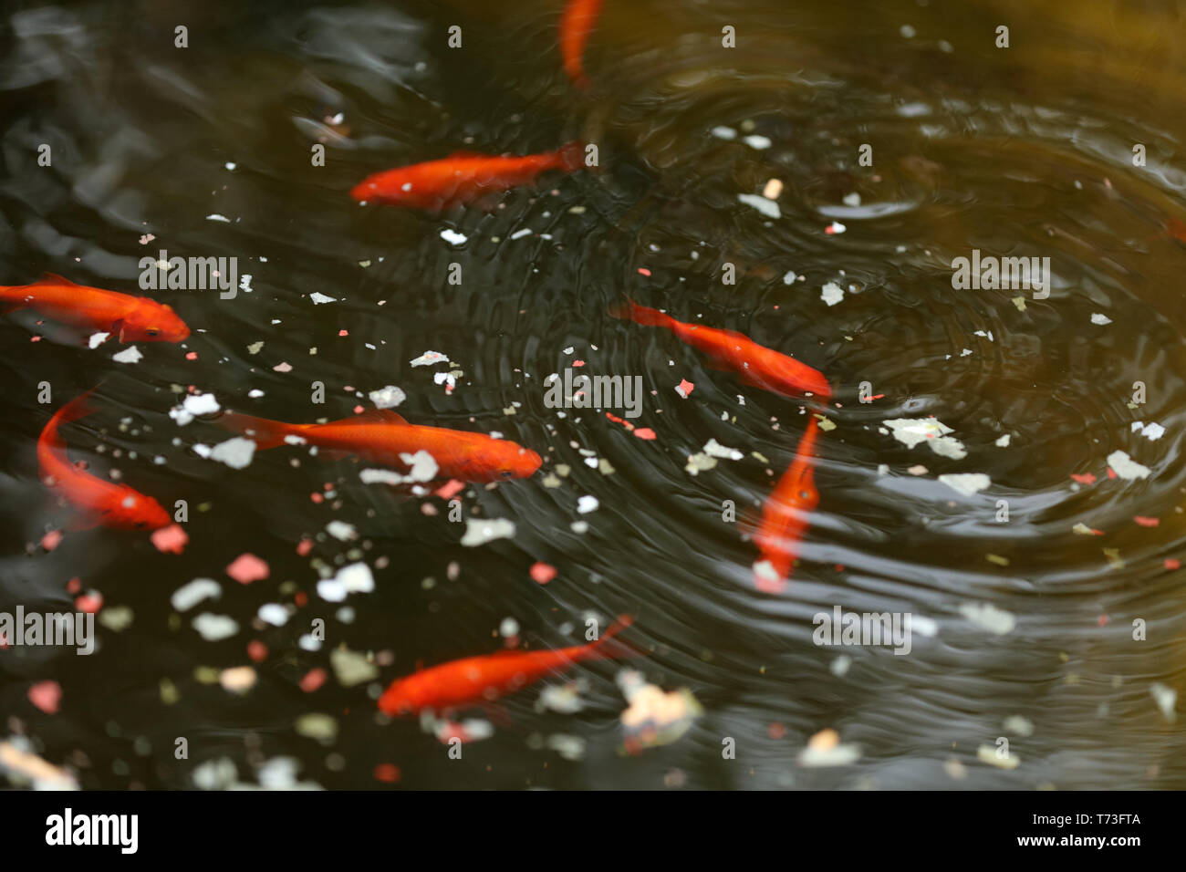 Swimming goldfish in a pond Stock Photo - Alamy