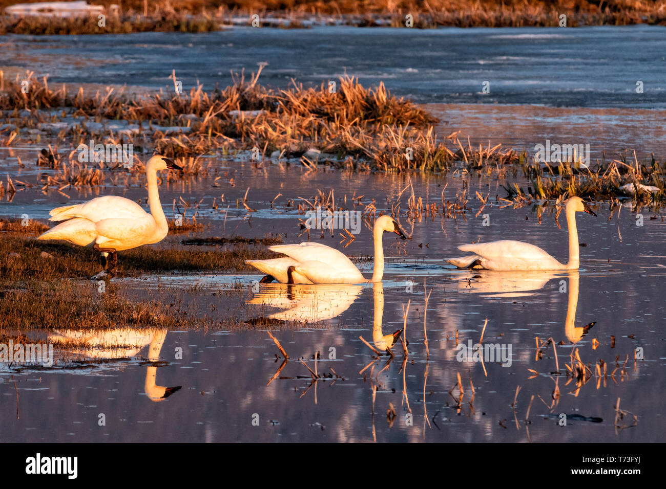 Alaska bird swan wildlife hi-res stock photography and images - Alamy