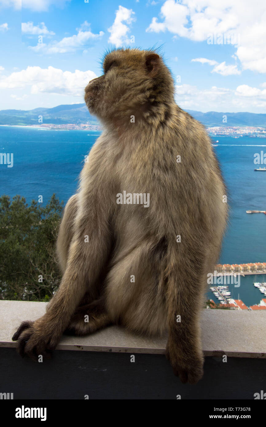 Gibraltar monkey flag hi-res stock photography and images - Alamy