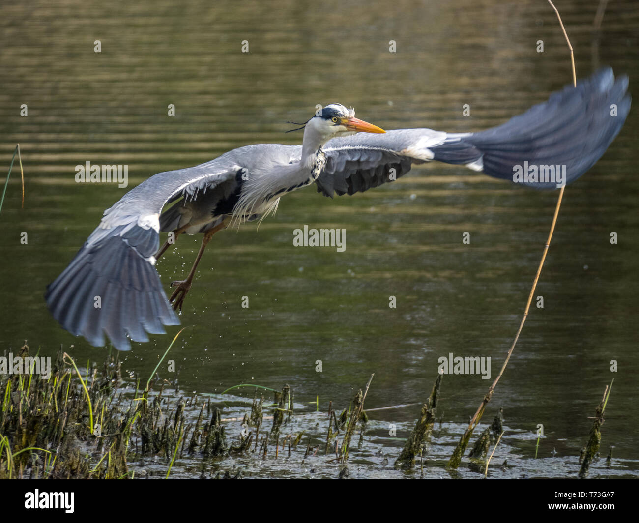 Grey heron taking off Stock Photo - Alamy