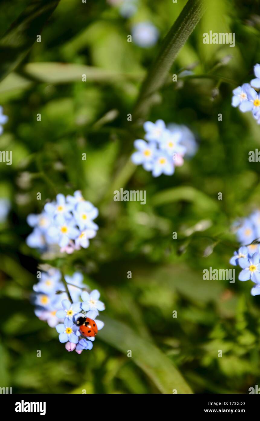 Single ladybird (or ladybug) on forget-me-nots (Myosotis) or Scorpion ...