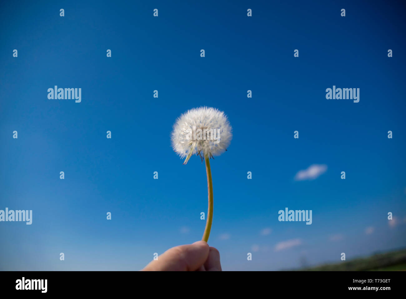 Before Pollination High Resolution Stock Photography and Images - Alamy