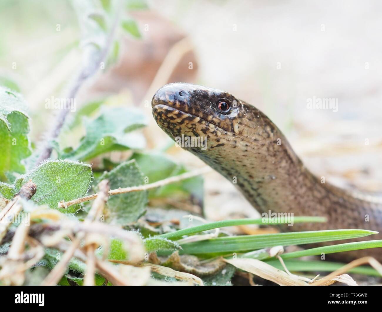 Anguis Fragilis close up Stock Photo - Alamy