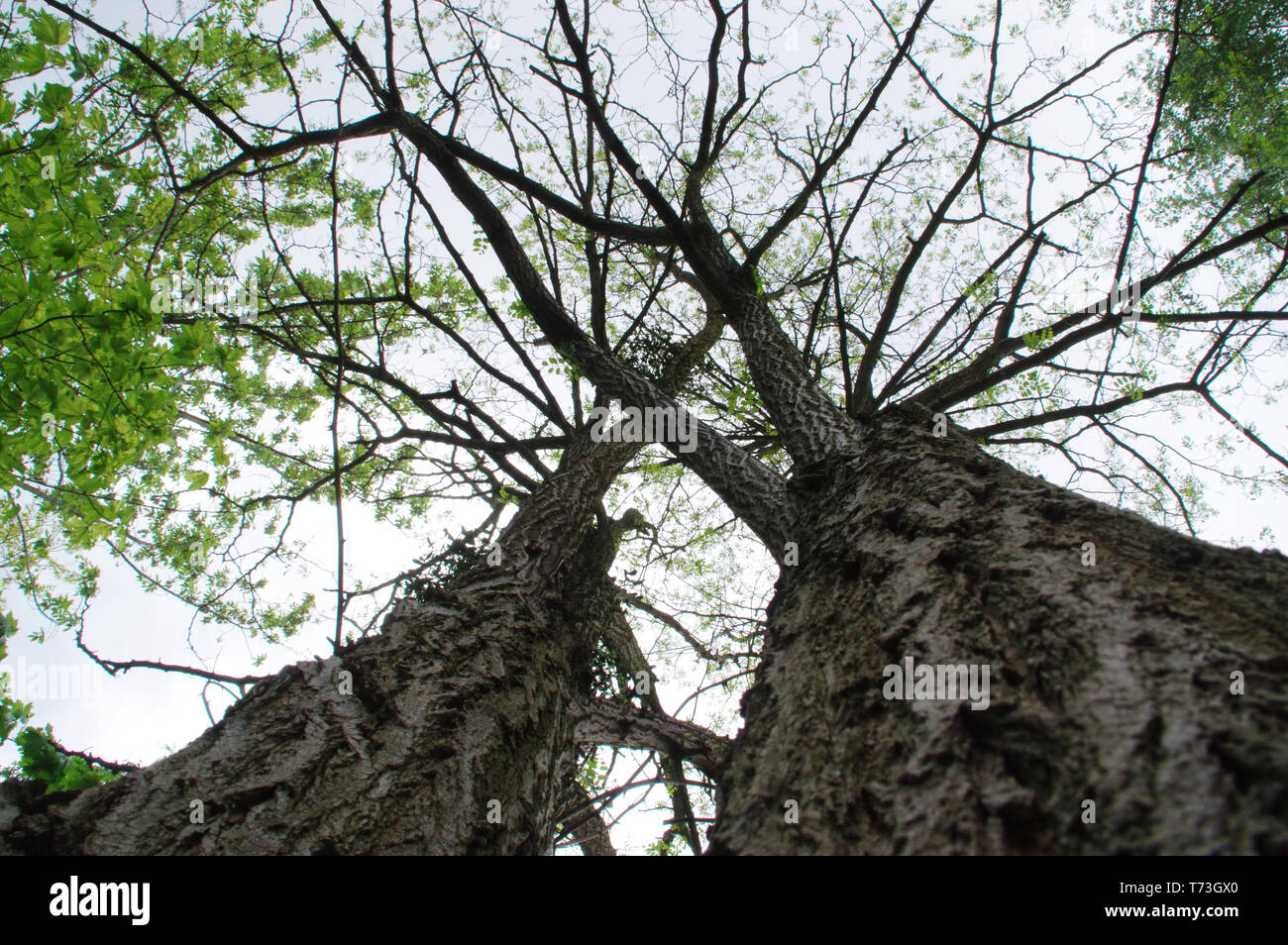 Tangled trees hi-res stock photography and images - Alamy