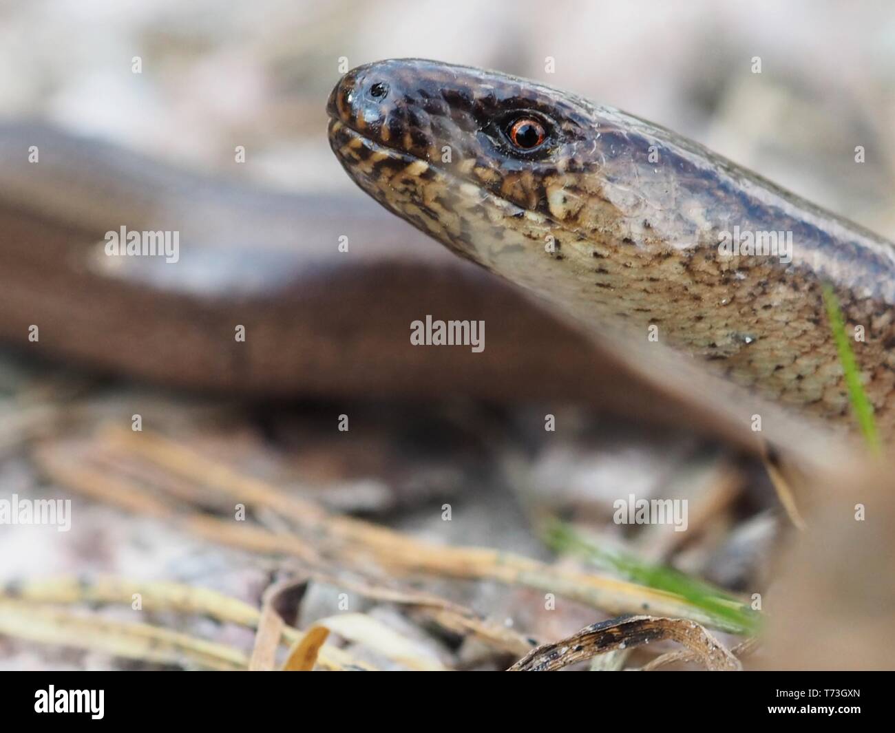 Worm like creature hi-res stock photography and images - Alamy