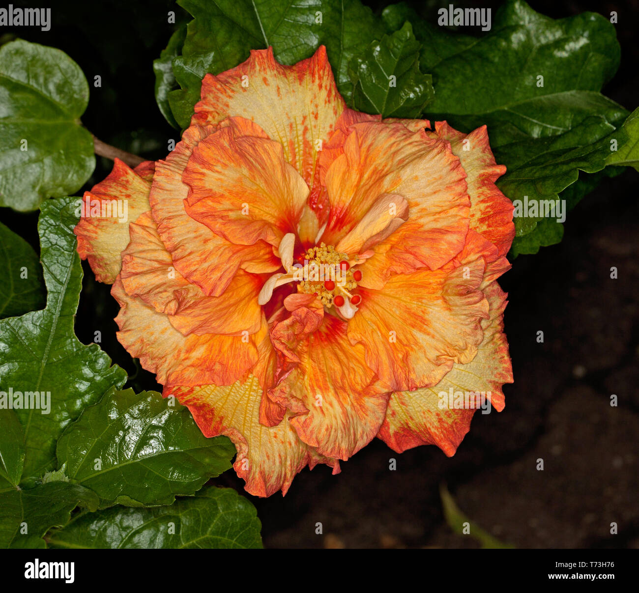 Hibiscus shrub hi-res stock photography and images - Alamy