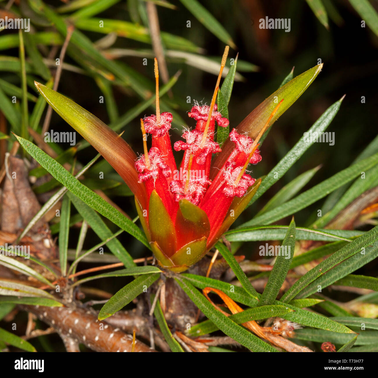 Unusual red flower and green foliage of Lambertia formosa , Mountain ...