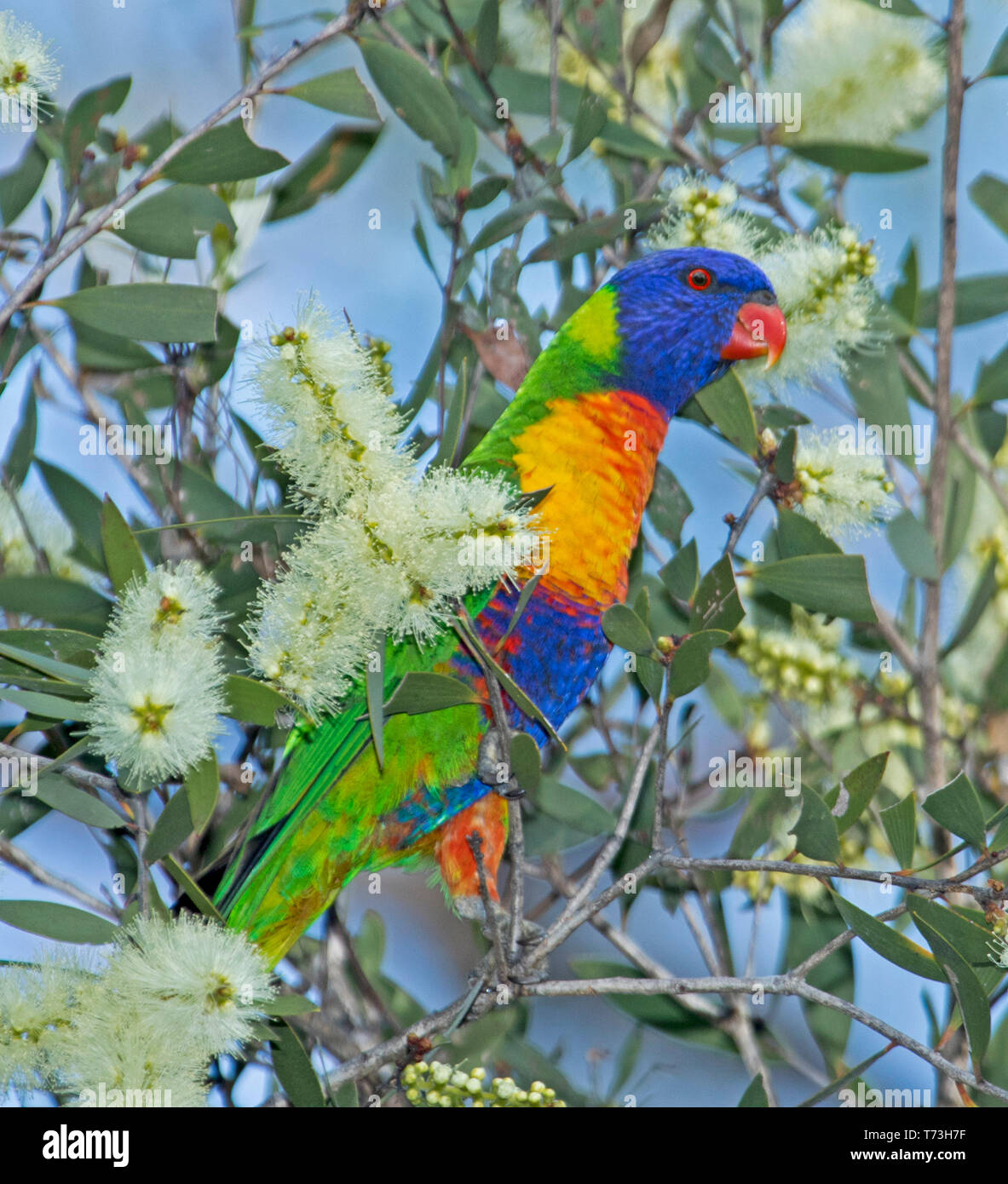 Melaleuca tree hi-res stock photography and images - Alamy