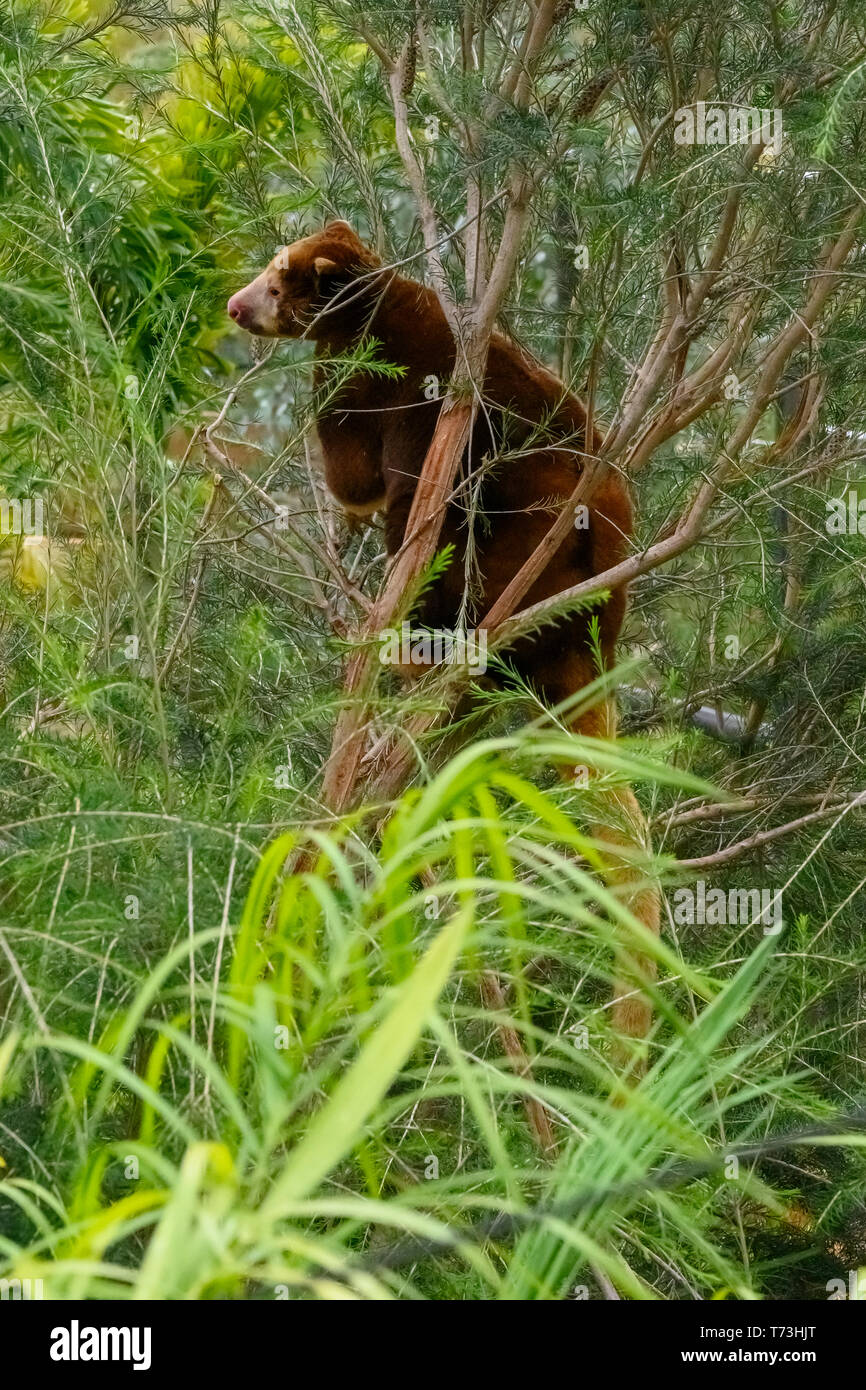 New guinea rainforest tree kangaroo hi-res stock photography and images ...