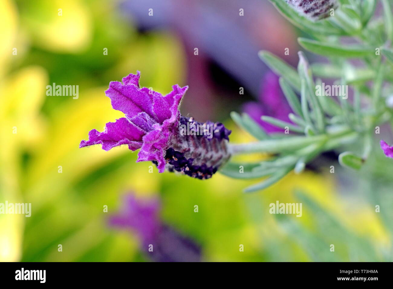 Lavandula stoechas, the Spanish lavender or topped lavender or French ...