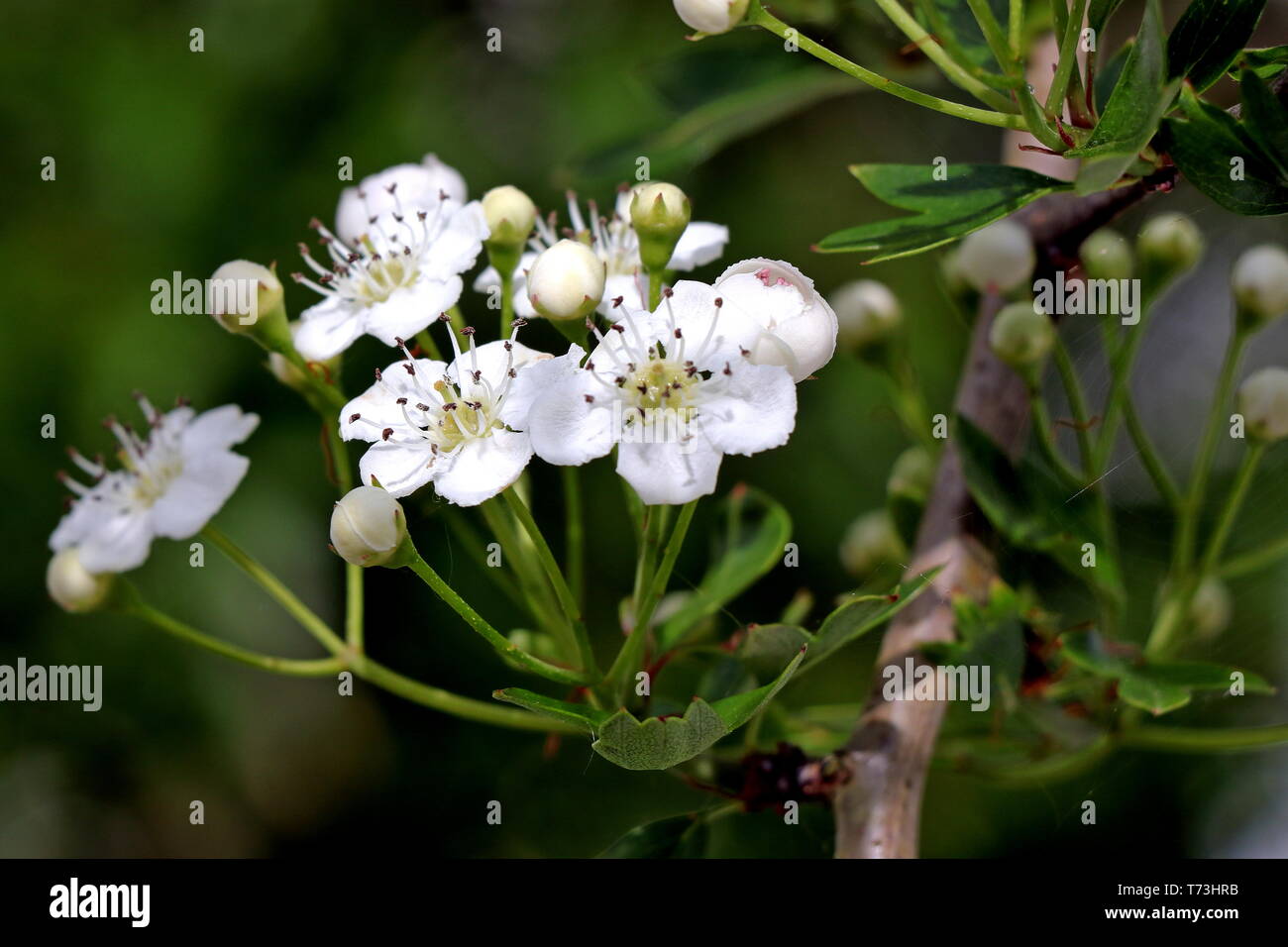 Hwberry hi-res stock photography and images - Alamy