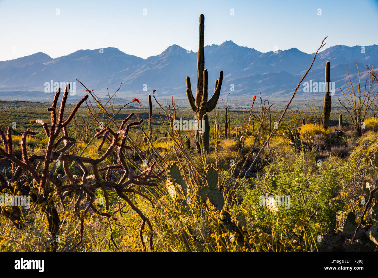 Saguaro Cactus Wildflowers And Sunsets In Saguaro National Park Stock