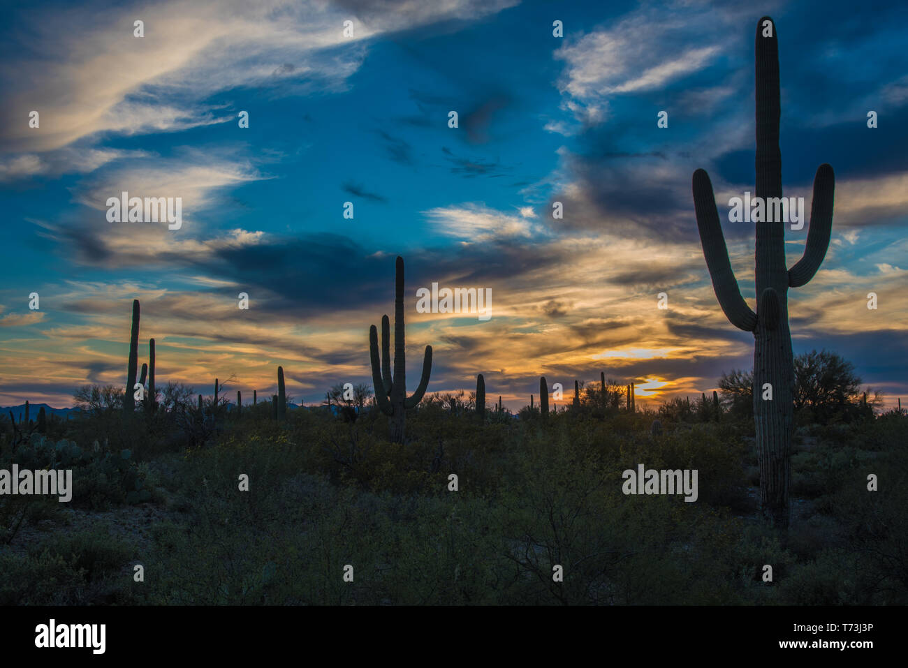 Saguaro Cactus Wildflowers And Sunsets In Saguaro National Park Stock