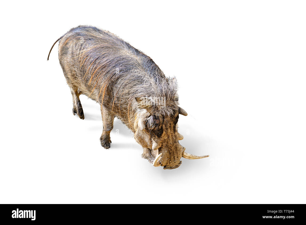 Africa warthog wild boar africa Cut Out Stock Images & Pictures - Alamy