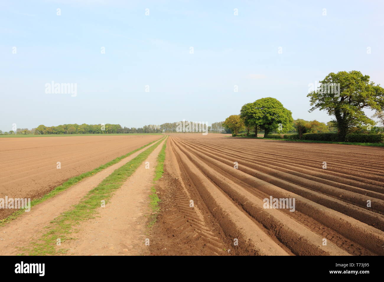 Beautiful trees and potato fields by a farm track in springtime Stock ...