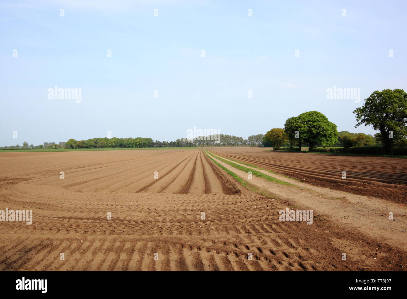 Agricultural landscape with a farm track, potato fields and beautiful ...