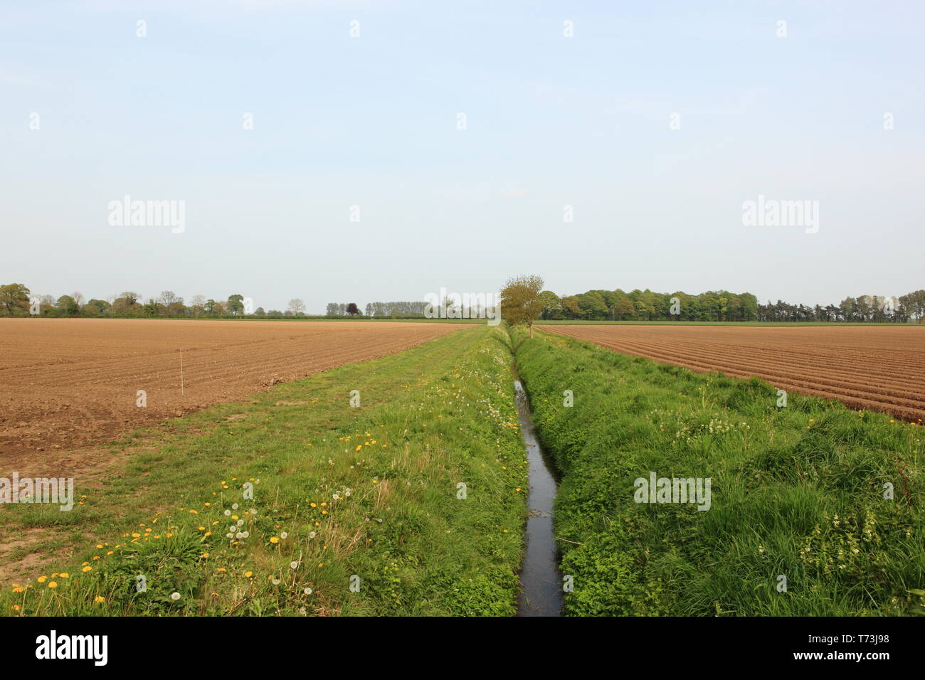 English farming landscape with a grassy drainage ditch and potato ...