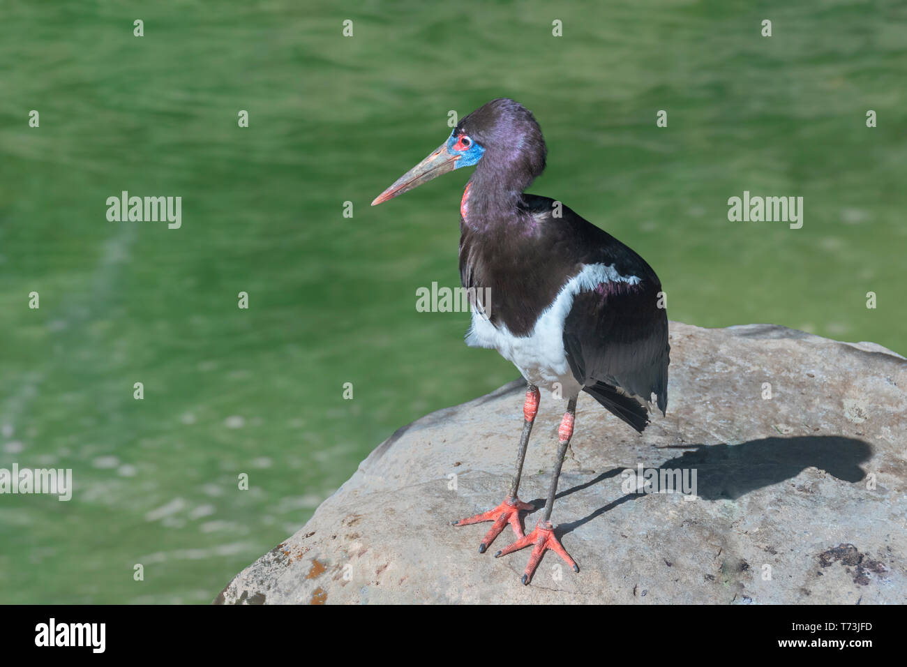 Abdim's stork (Ciconia abdimii), also known as white-bellied stork, is ...
