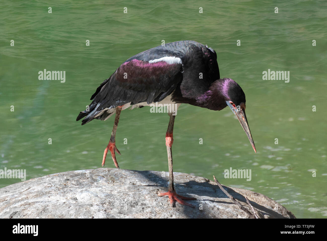 Abdim's stork (Ciconia abdimii), also known as white-bellied stork, is ...
