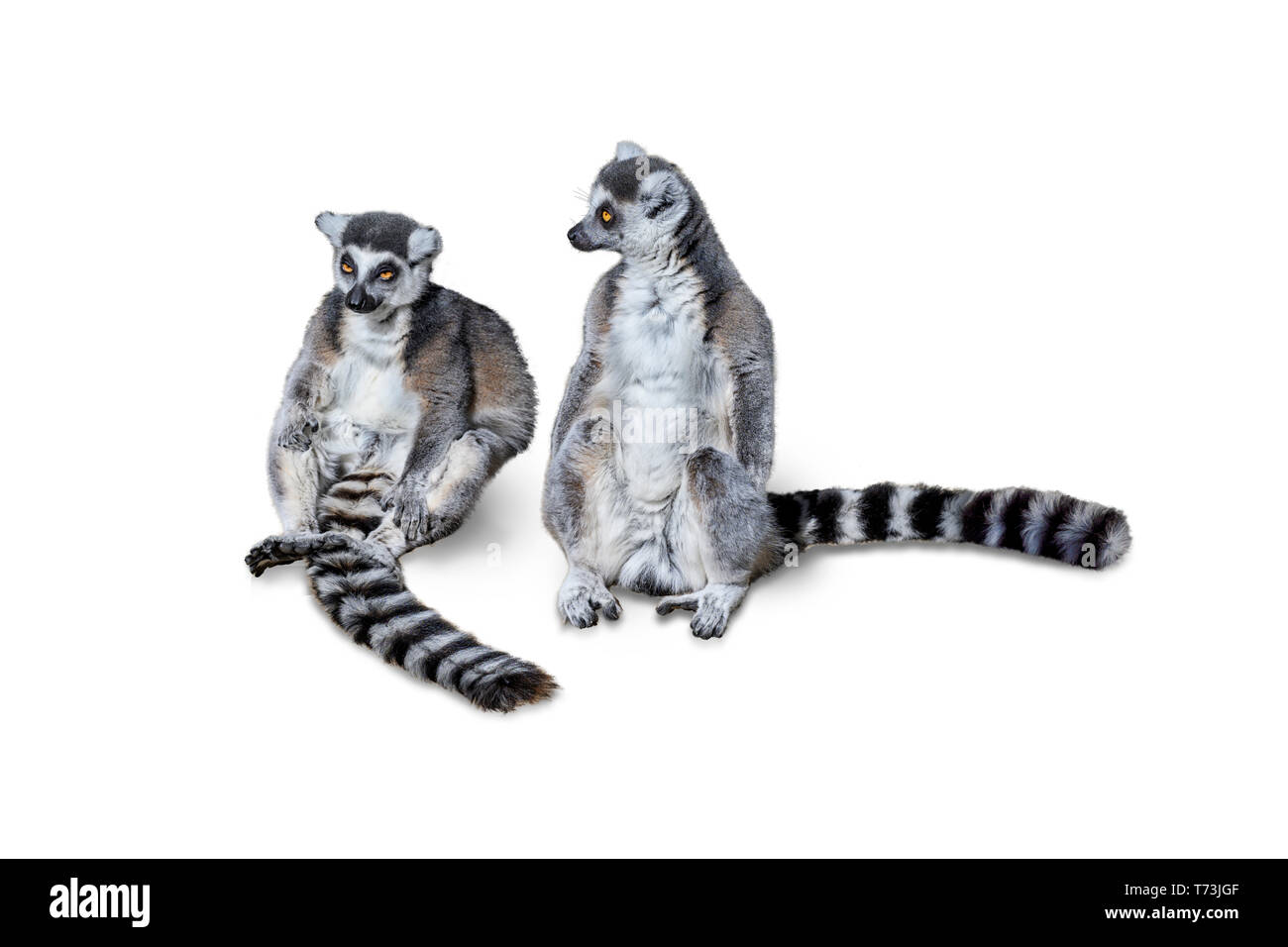 Two ring tailed lemurs (Lemur catta) on a tree branch, isolated on white background Stock Photo ...
