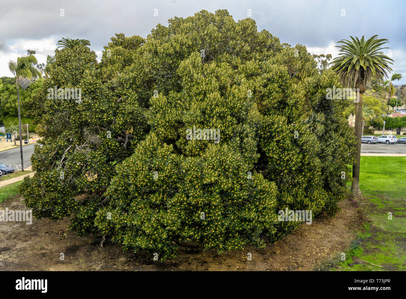 Hundred-year-old Moreton Bay Fig tree in Balboa Park. It is one of the ...